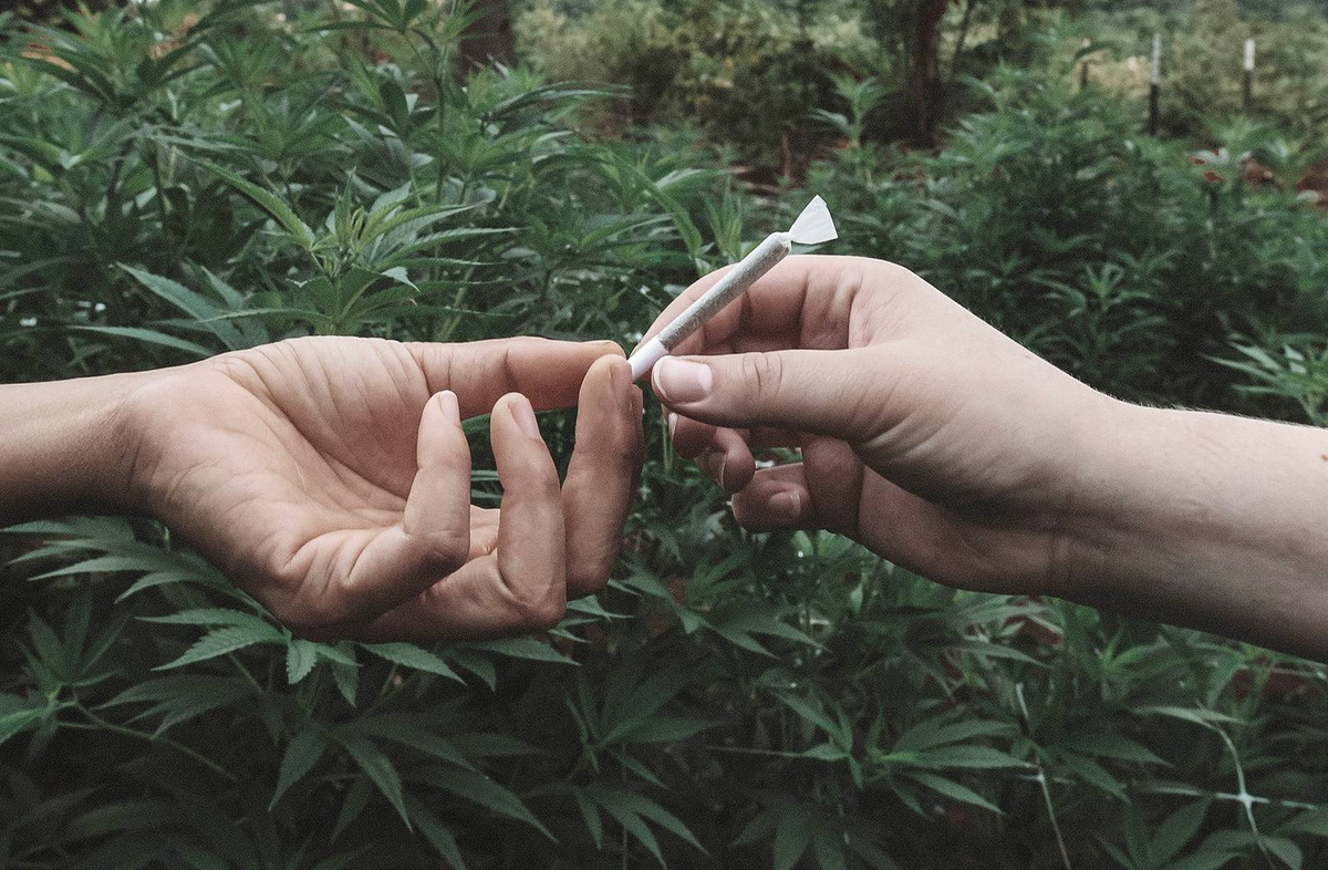 Sample Post 1 – Paradise Hemp Company